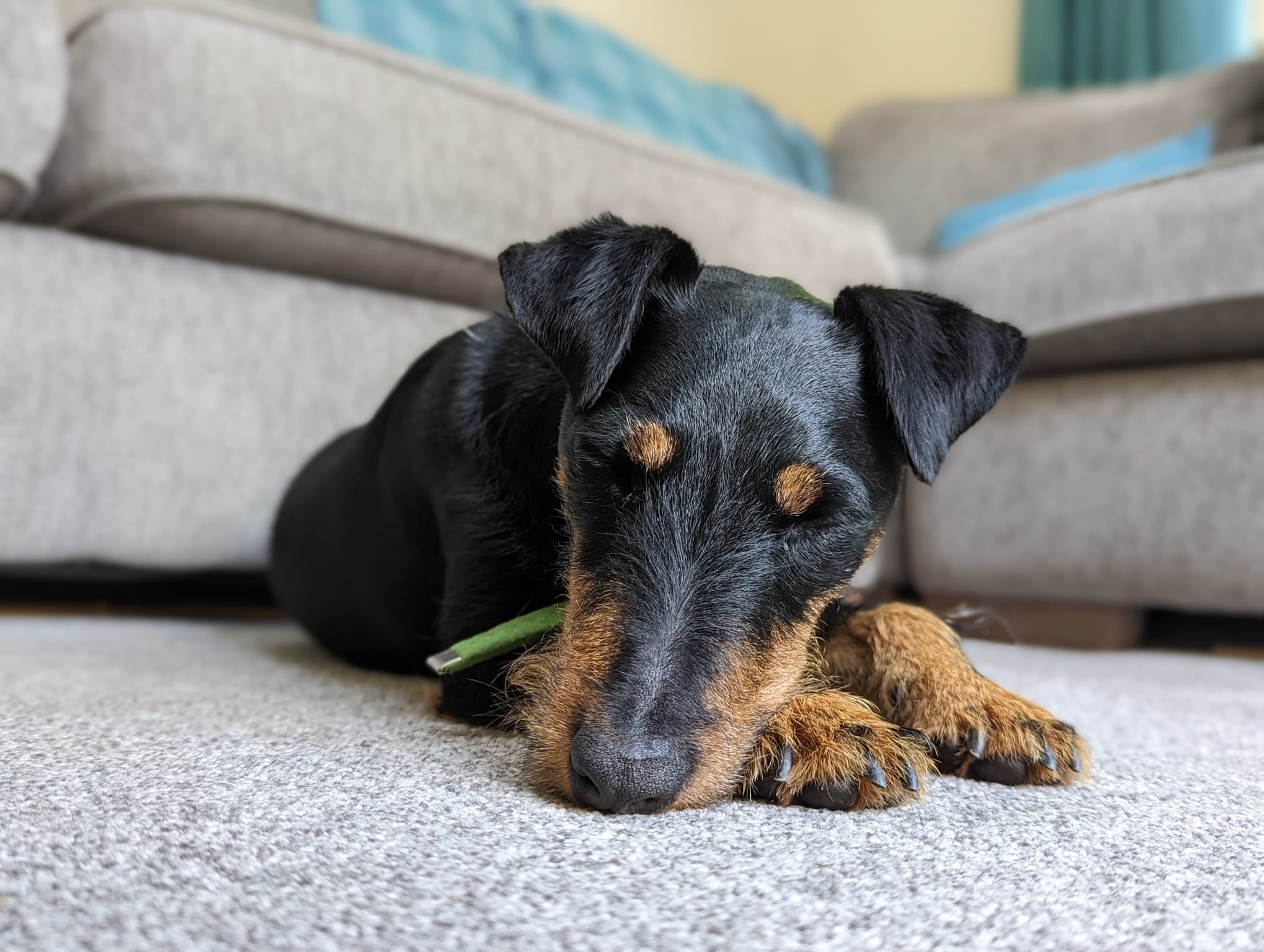Yoko - Cotswolds Dogs and Cats Home