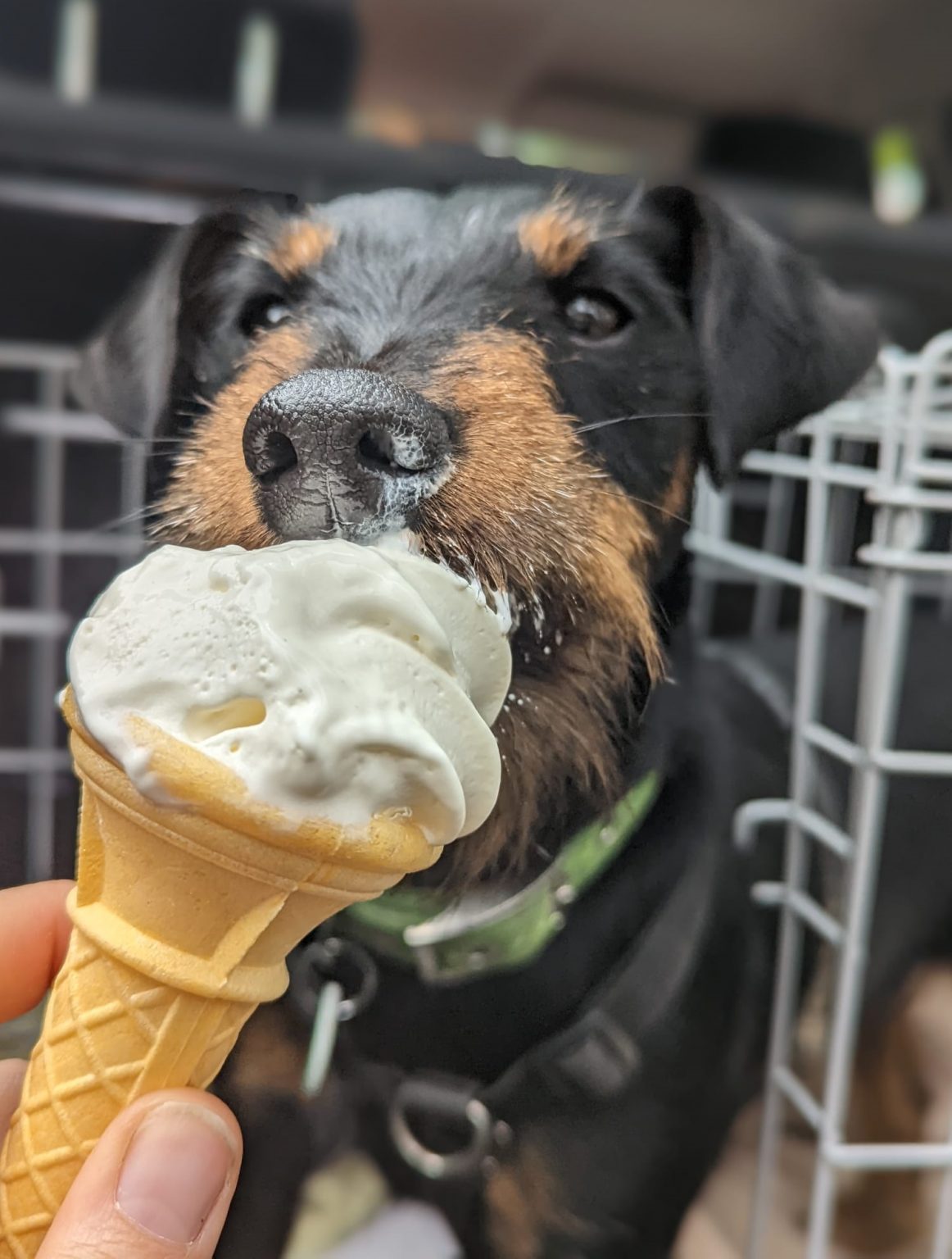 Yoko - Cotswolds Dogs and Cats Home