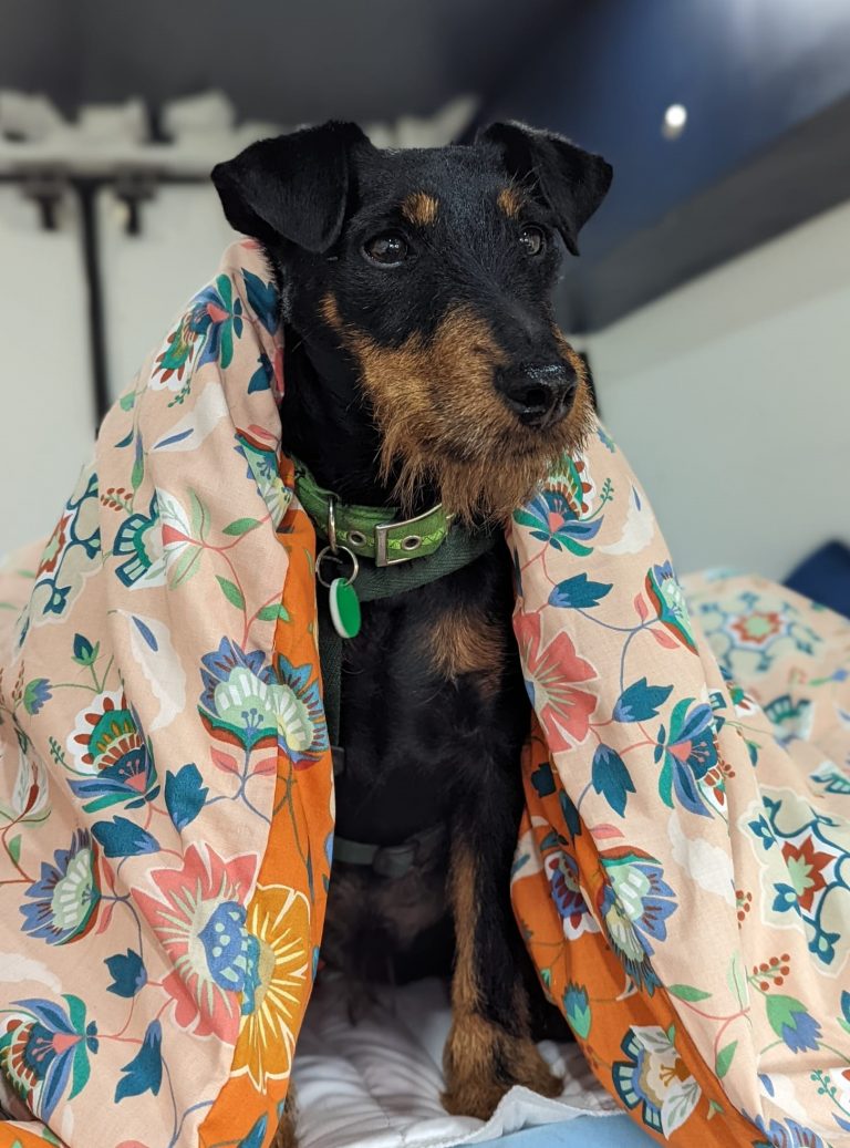 Yoko - Cotswolds Dogs and Cats Home