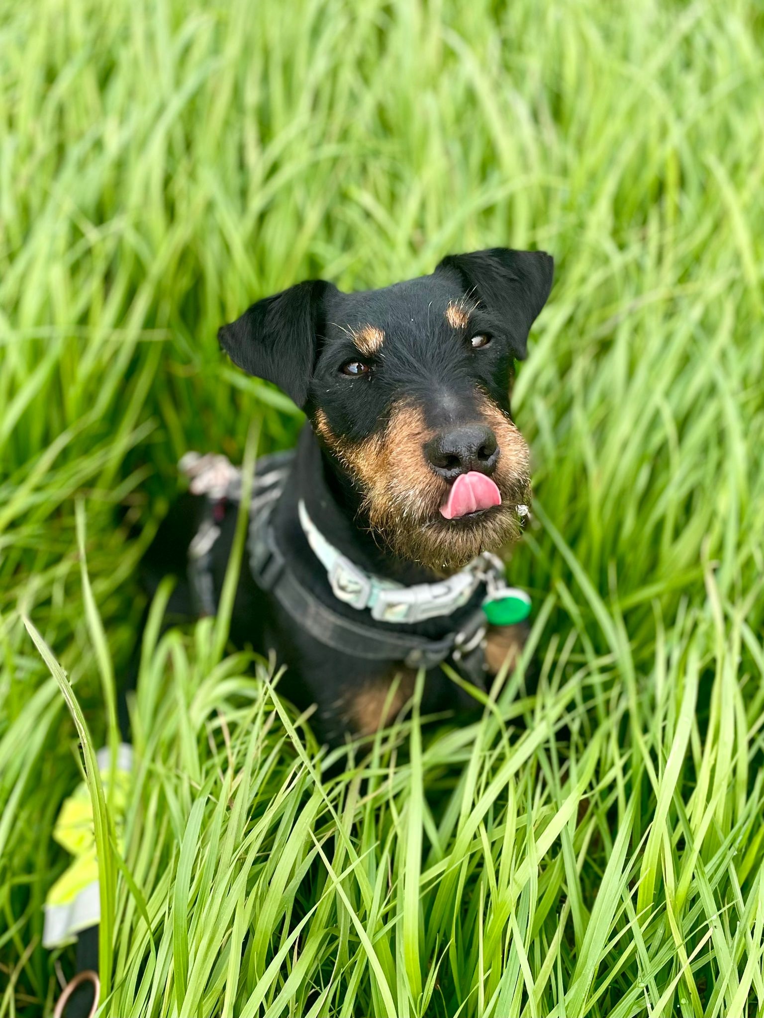 Yoko - Cotswolds Dogs and Cats Home