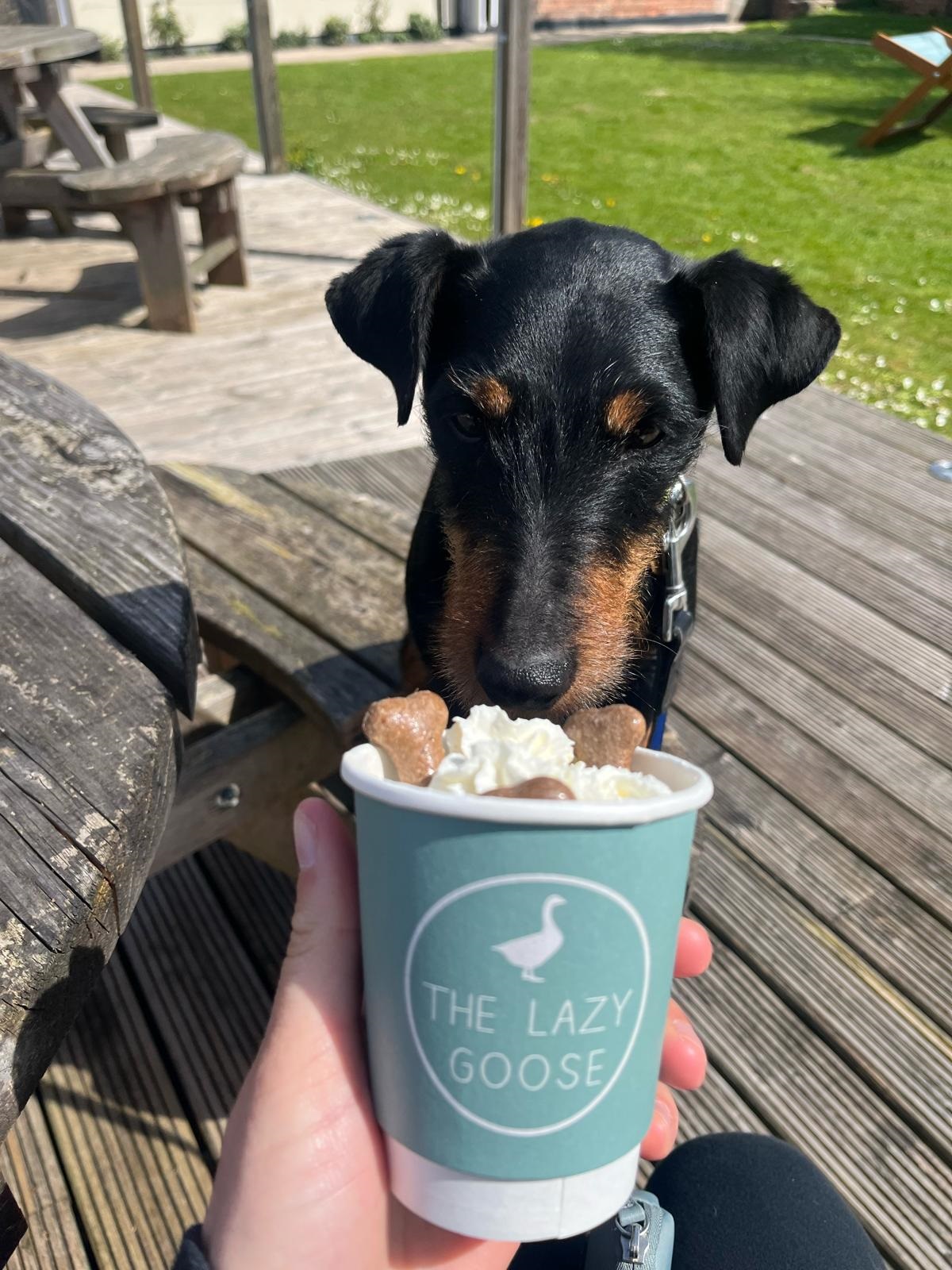 Yoko - Cotswolds Dogs and Cats Home