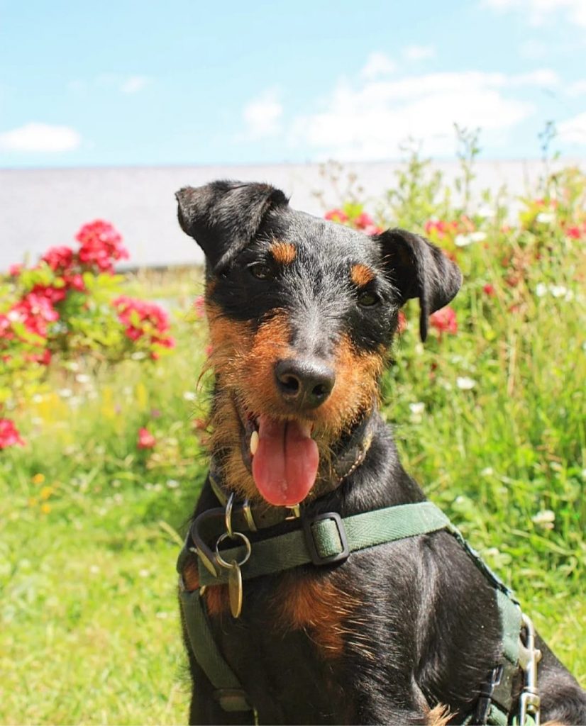Yoko - Cotswolds Dogs and Cats Home