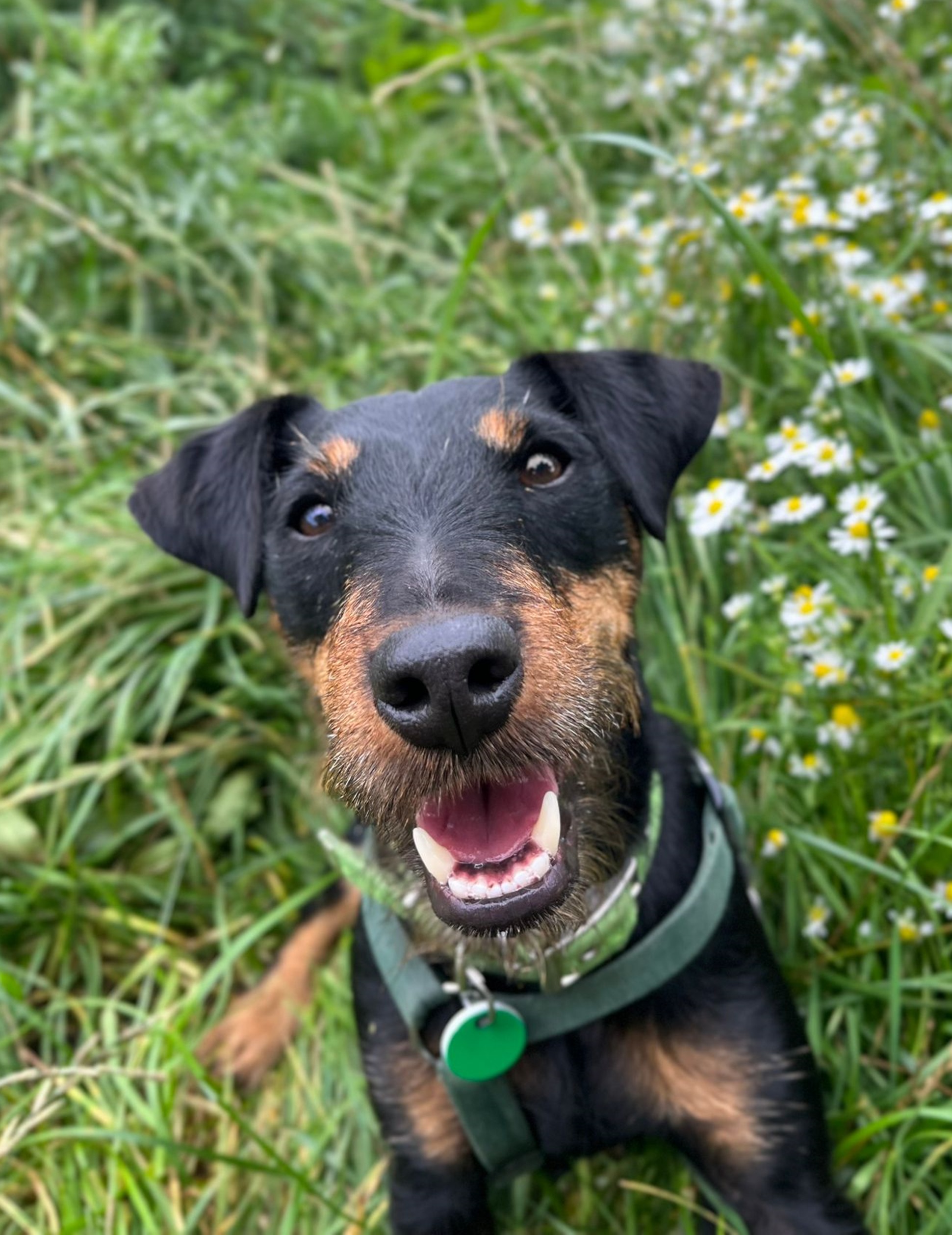 Yoko - Cotswolds Dogs and Cats Home