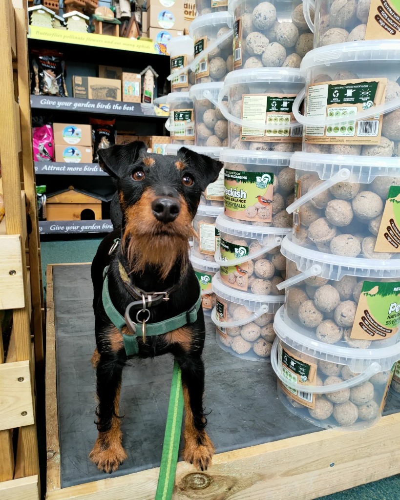 Yoko - Cotswolds Dogs and Cats Home