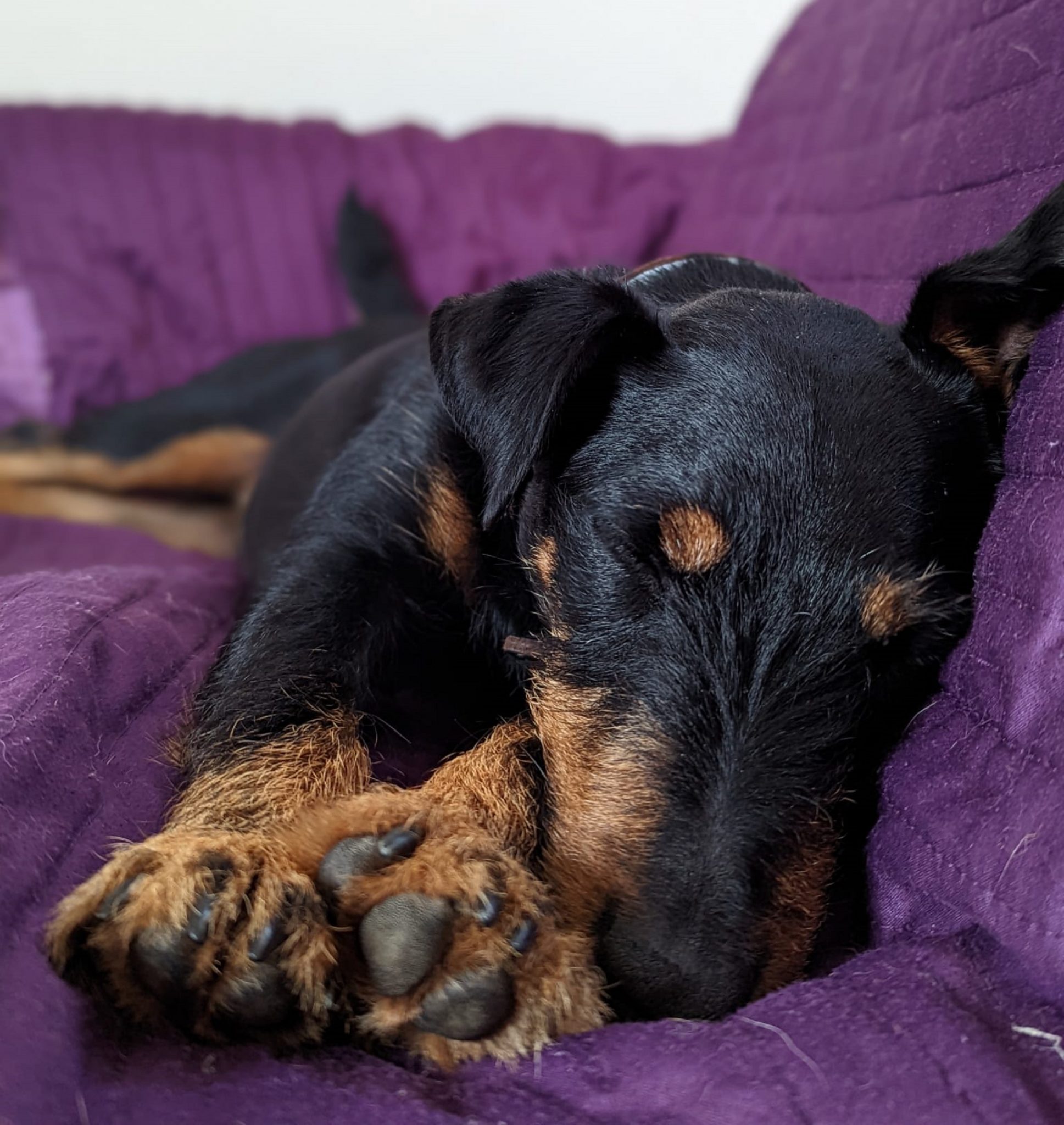 Yoko - Cotswolds Dogs and Cats Home