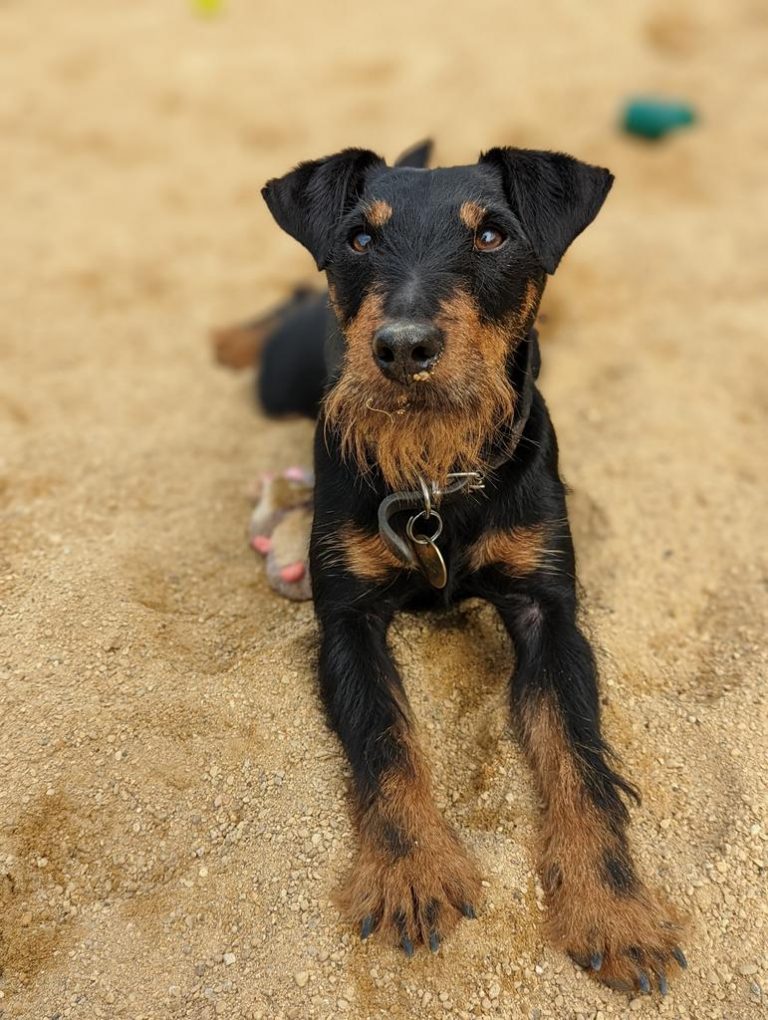 Yoko - Cotswolds Dogs and Cats Home