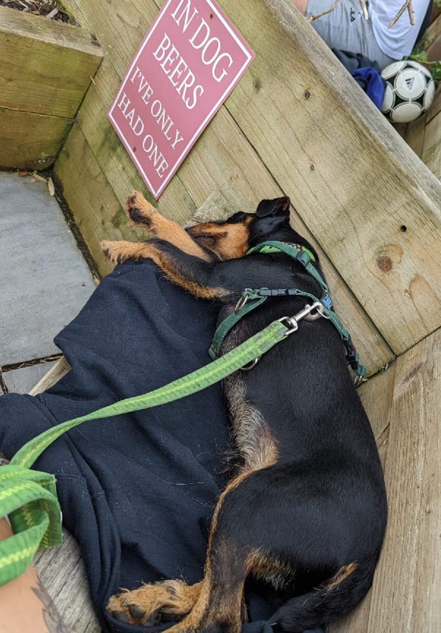 Yoko - Cotswolds Dogs and Cats Home