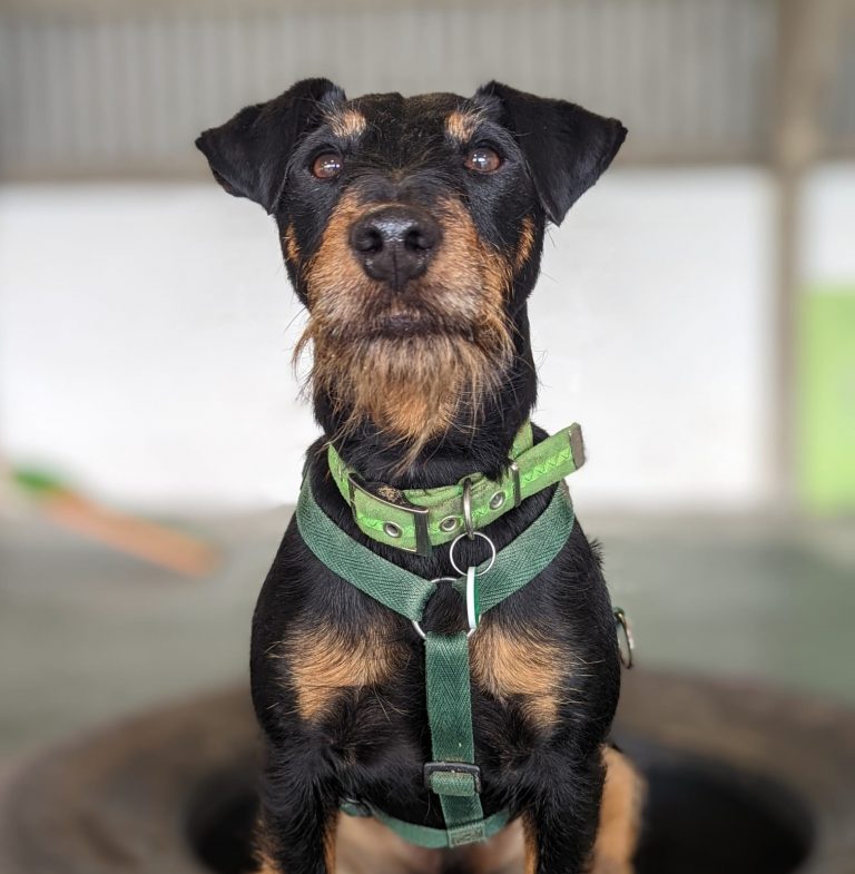 Yoko - Cotswolds Dogs and Cats Home