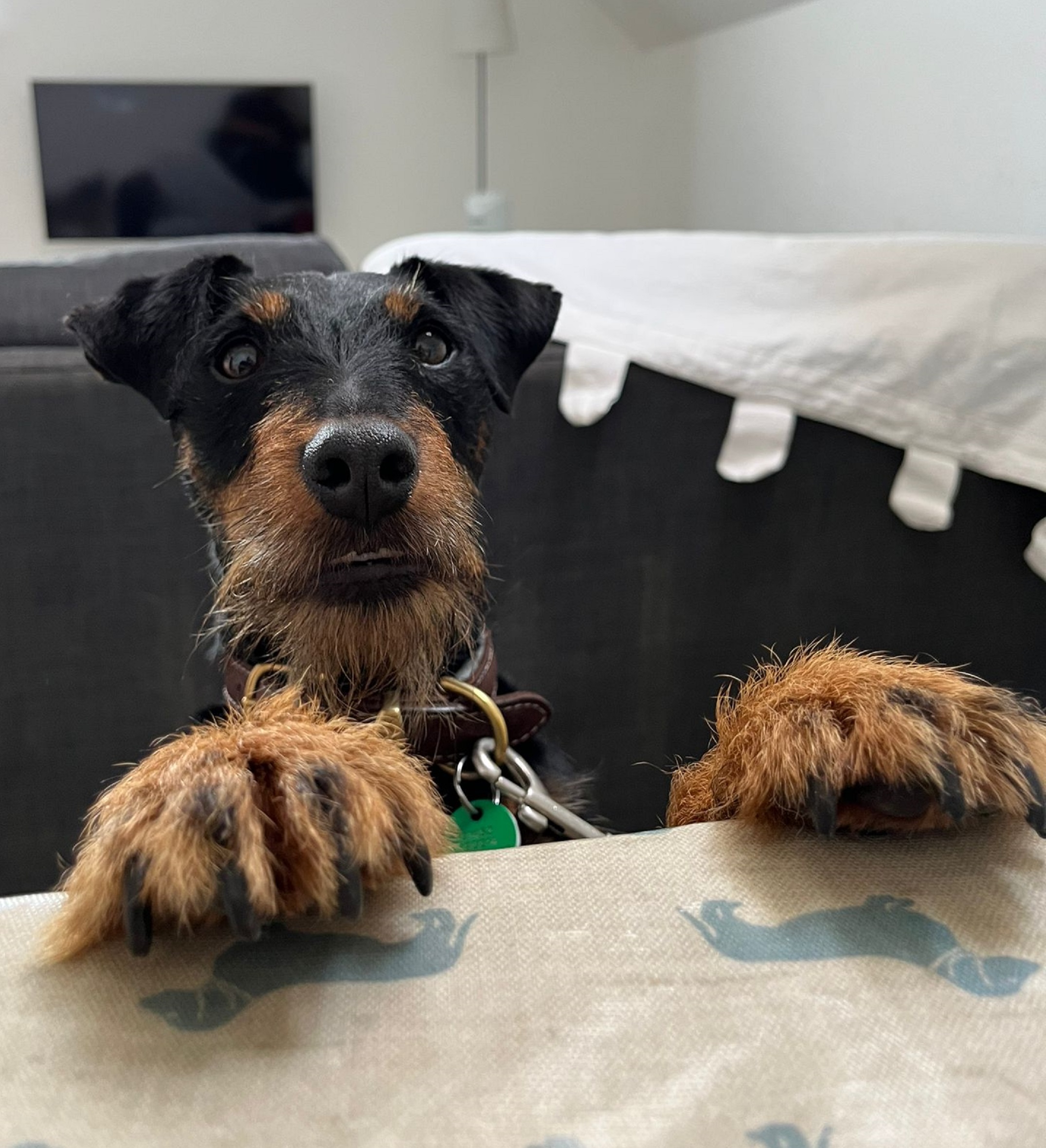 Yoko - Cotswolds Dogs and Cats Home