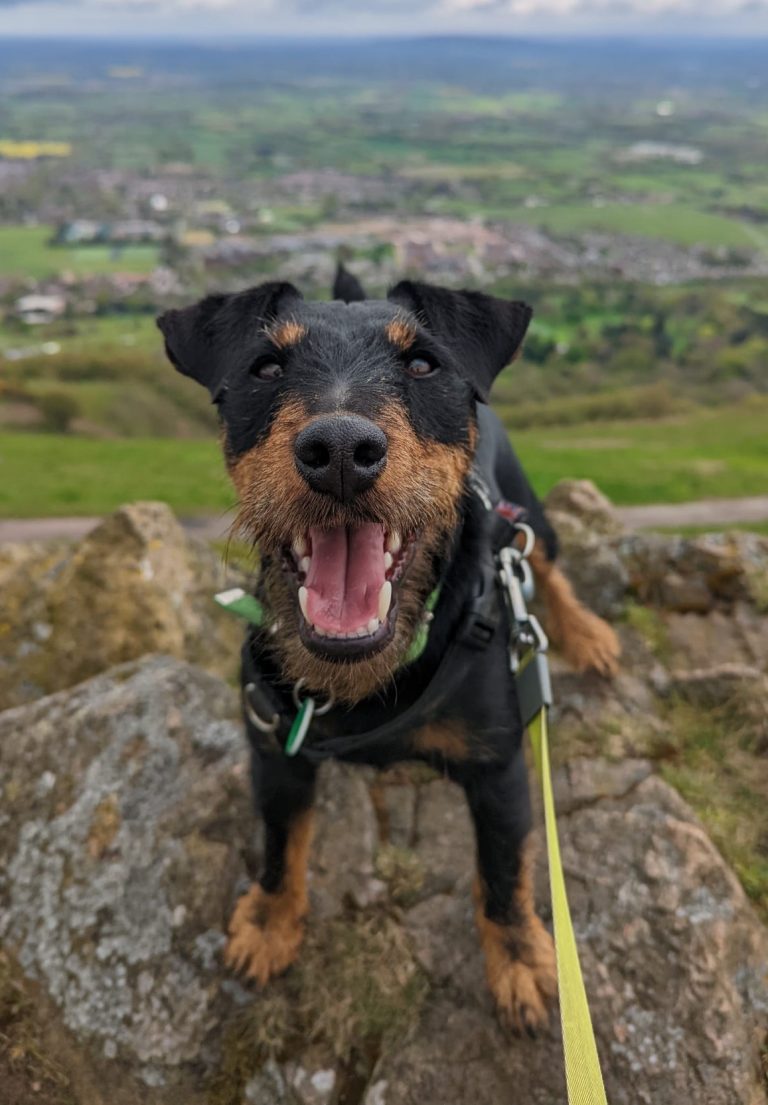 Yoko - Cotswolds Dogs and Cats Home