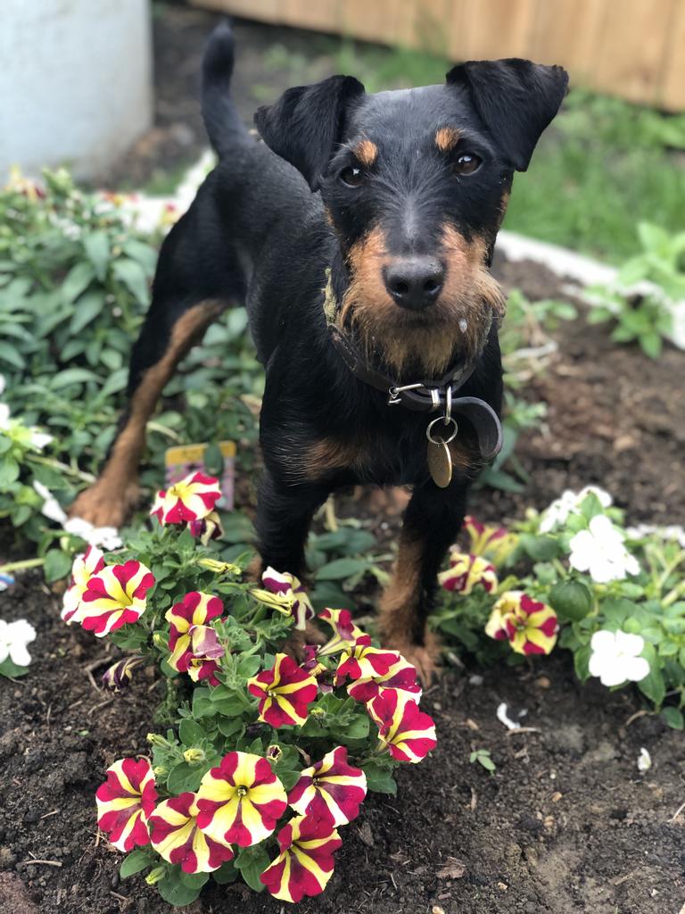 Yoko - Cotswolds Dogs and Cats Home