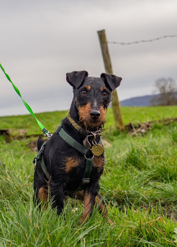 Yoko - Cotswolds Dogs and Cats Home