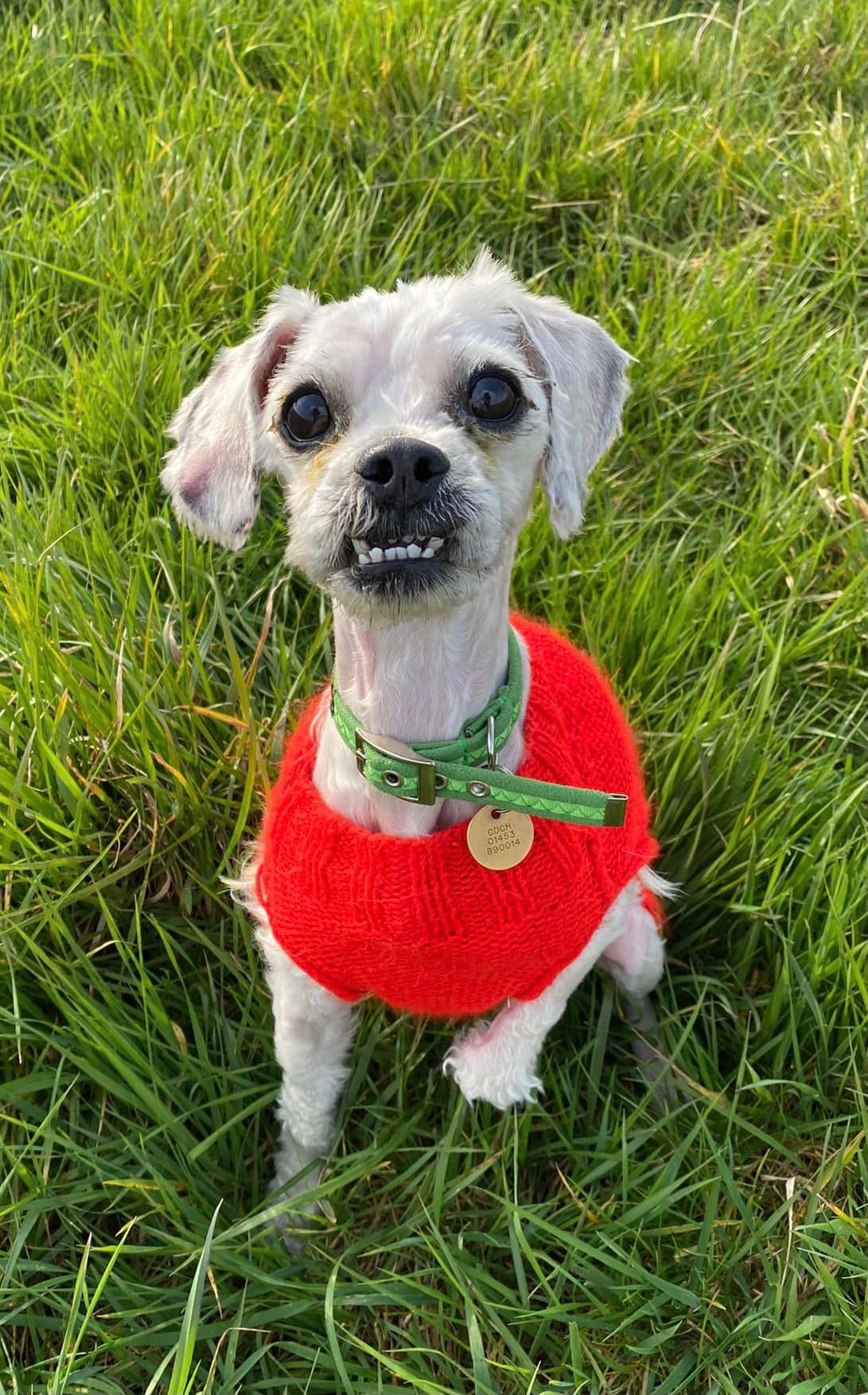 CAN YOU HELP POOR LEAH – the dog who we helped to see daylight again ...