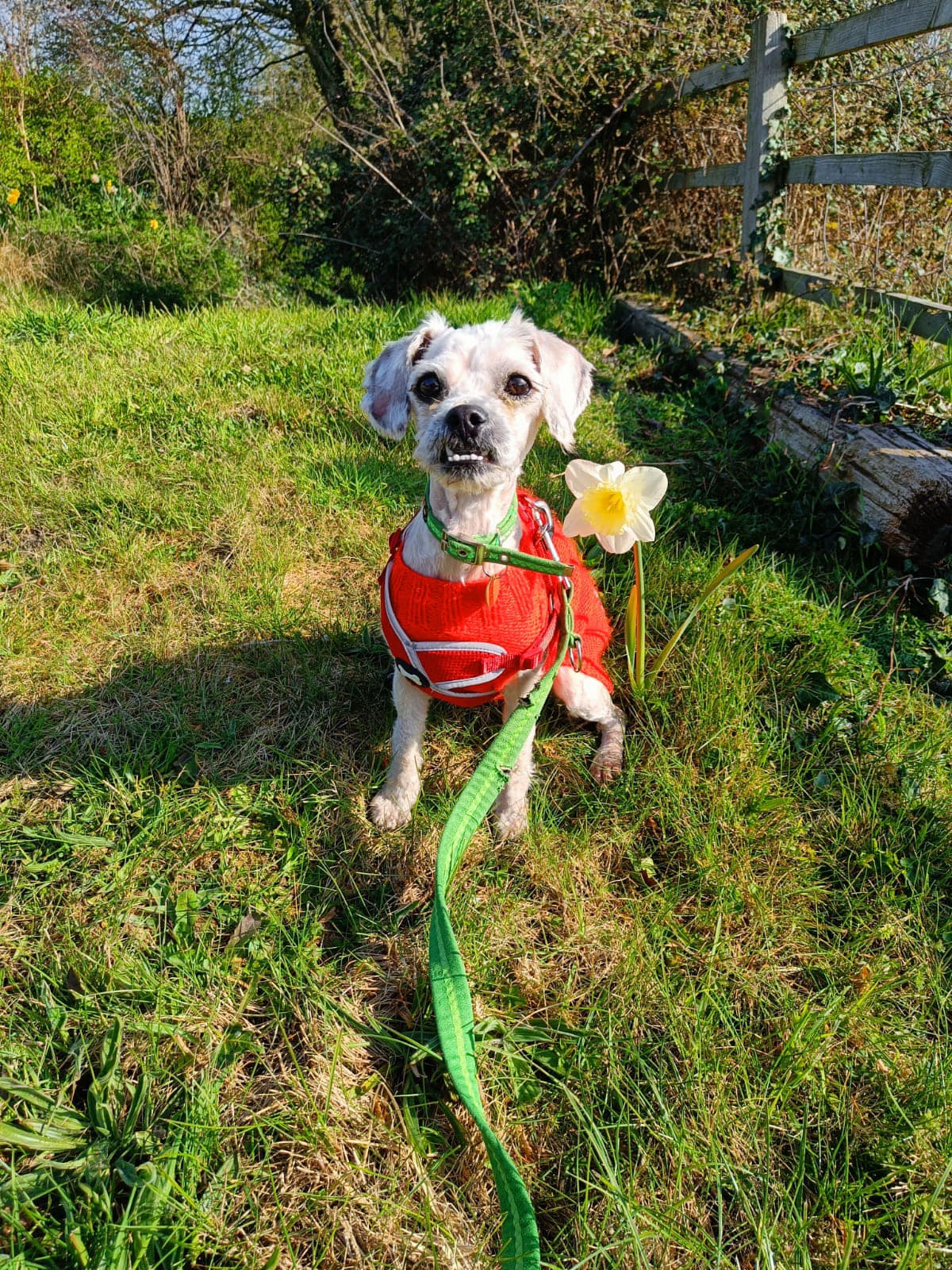 CAN YOU HELP POOR LEAH – the dog who we helped to see daylight again ...