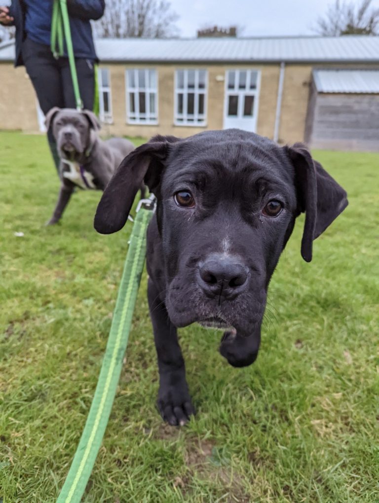 Puddle - Cotswolds Dogs and Cats Home