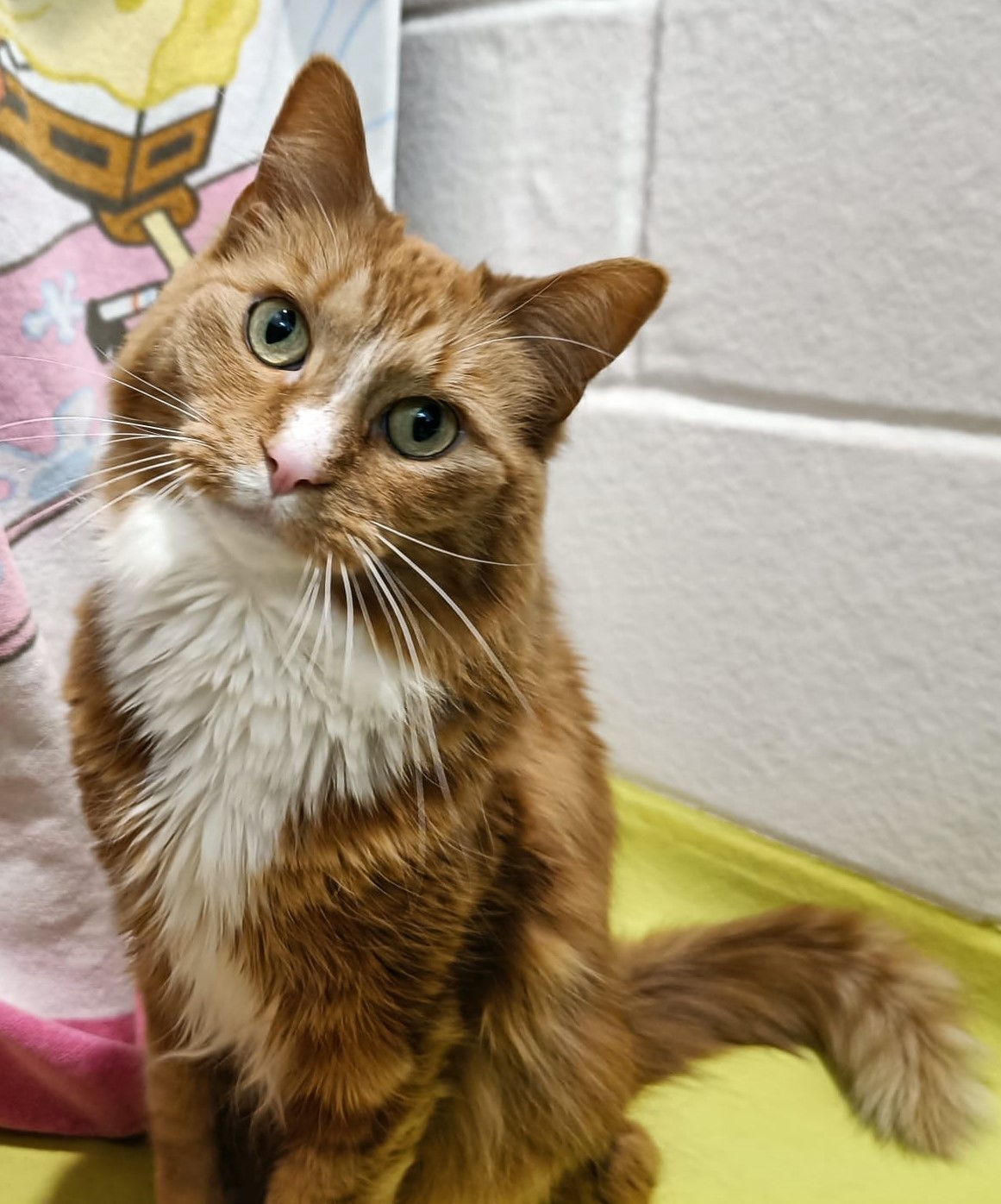 Alfie - Cotswolds Dogs and Cats Home