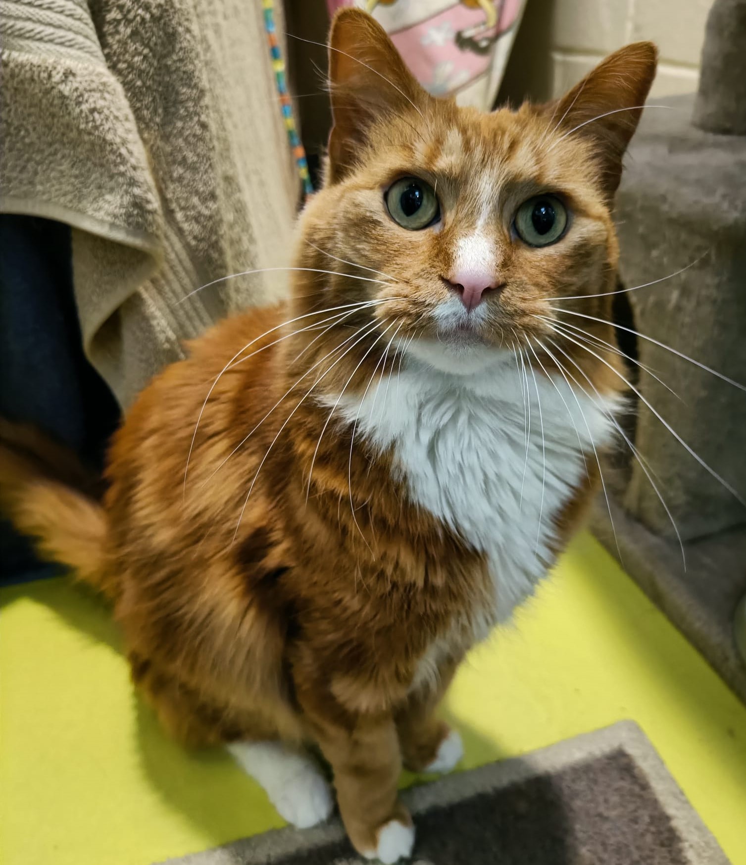 Alfie - Cotswolds Dogs and Cats Home