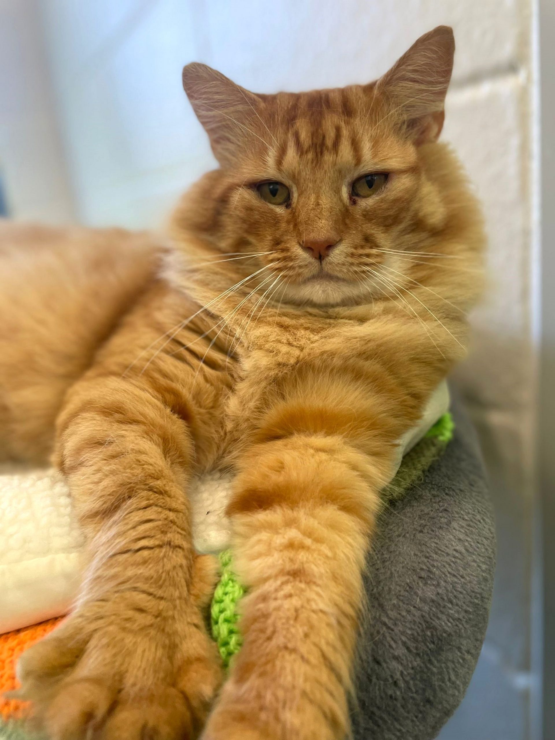 Mushu - Cotswolds Dogs and Cats Home