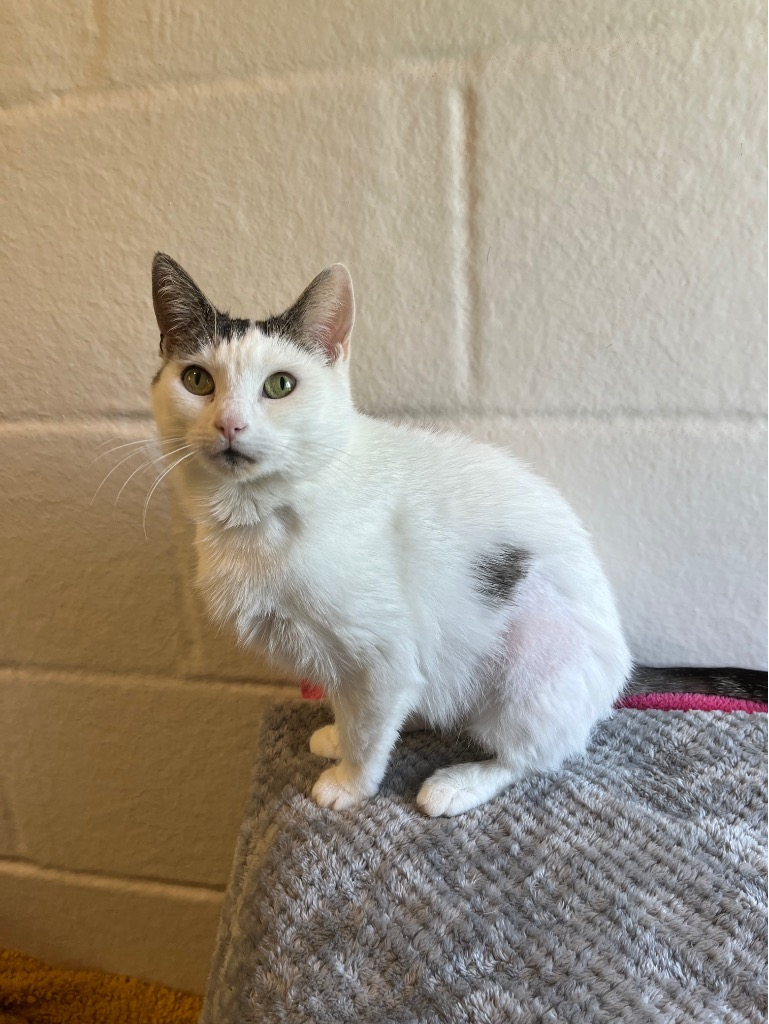 Mittens - Cotswolds Dogs and Cats Home