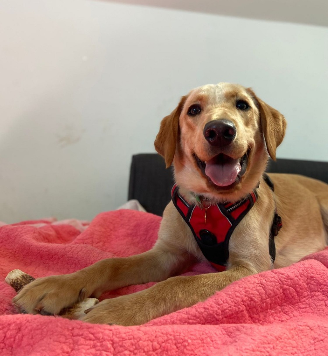 Reggie - Cotswolds Dogs and Cats Home