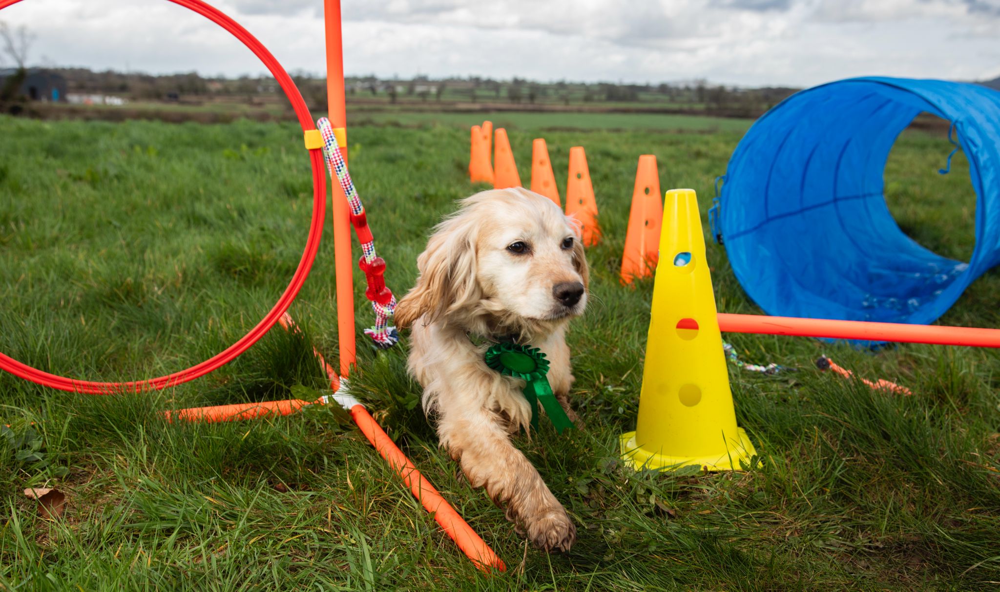 Family Fun Day – Dog Show - Cotswolds Dogs and Cats Home