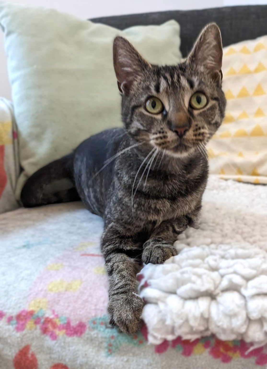 Adopt a Cat - Cotswolds Dogs and Cats Home