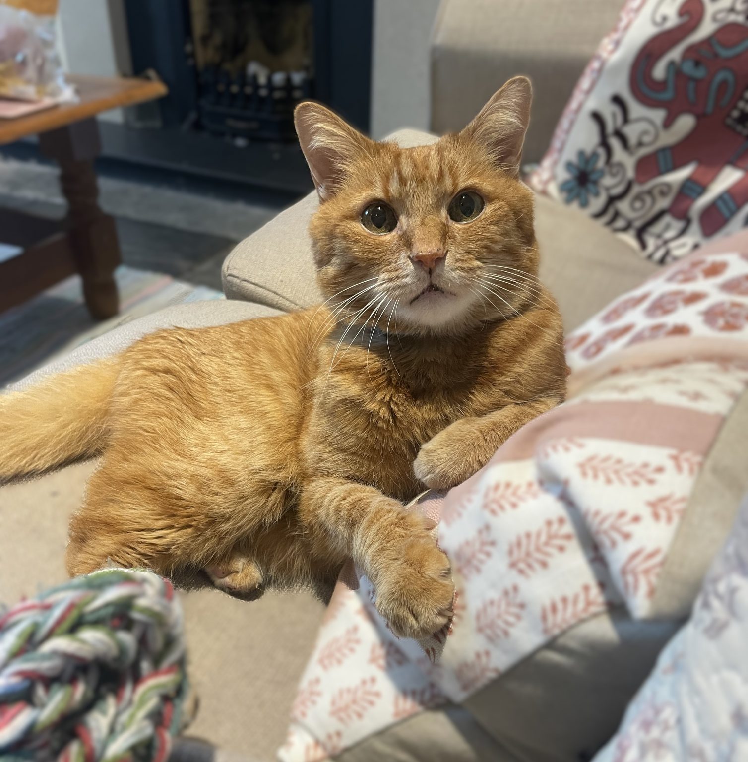 Adopt a Cat - Cotswolds Dogs and Cats Home