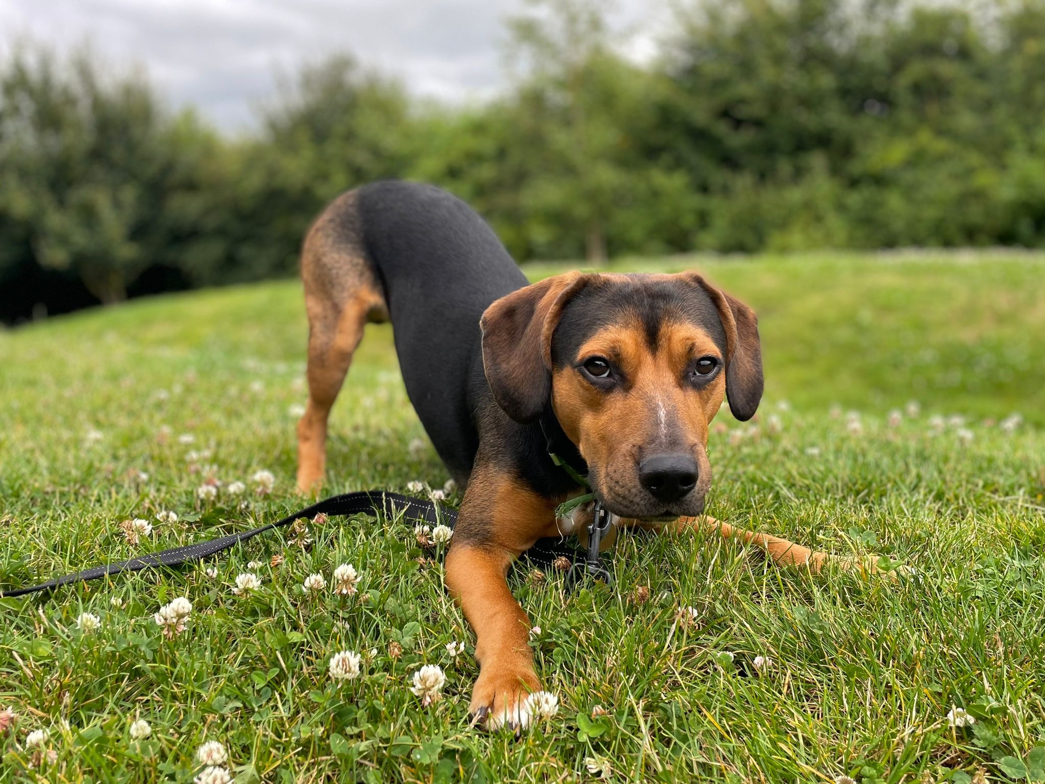 Watson - Cotswolds Dogs and Cats Home