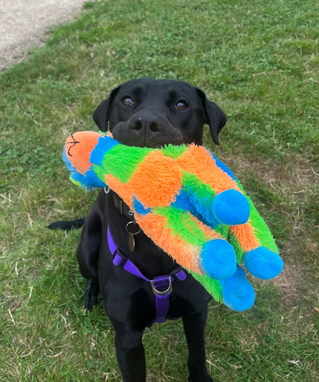 Tato - Cotswolds Dogs and Cats Home