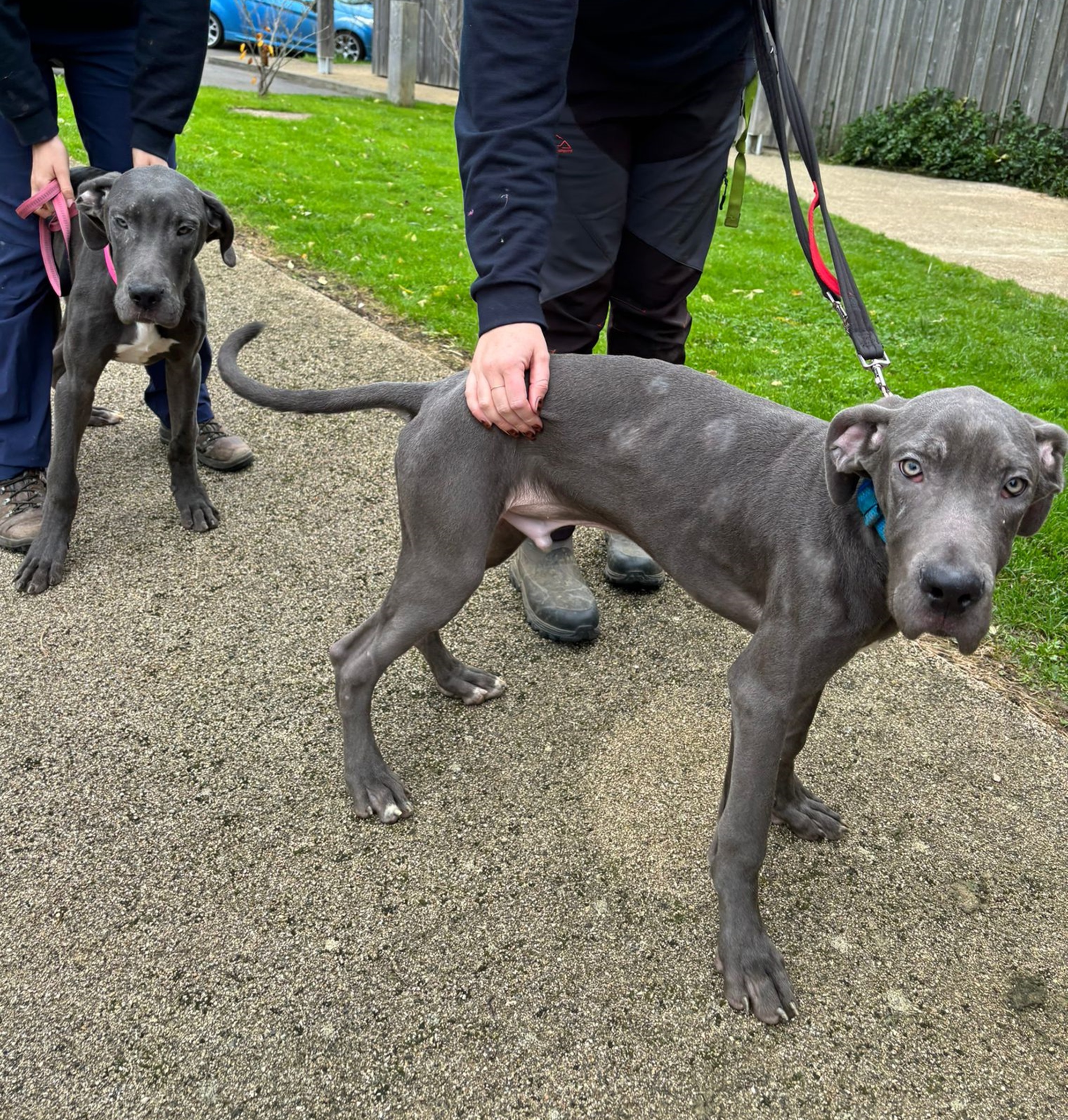 Gromit - Cotswolds Dogs and Cats Home