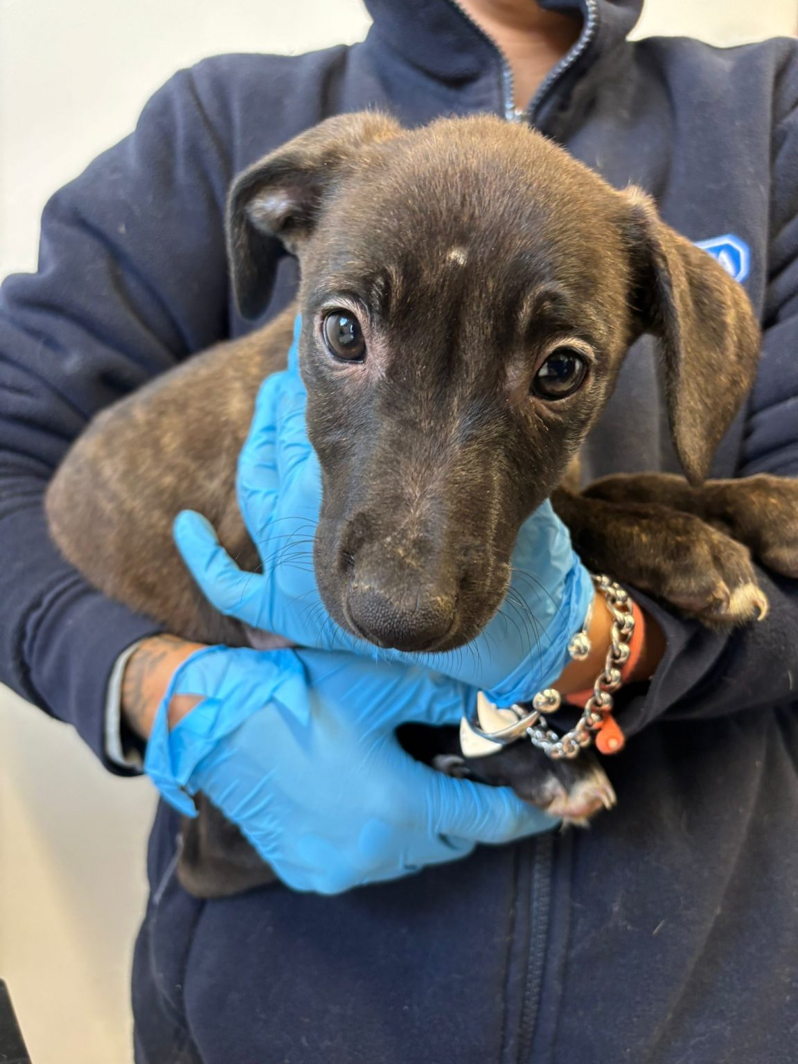 Lurcher X puppies (x4) - Cotswolds Dogs and Cats Home