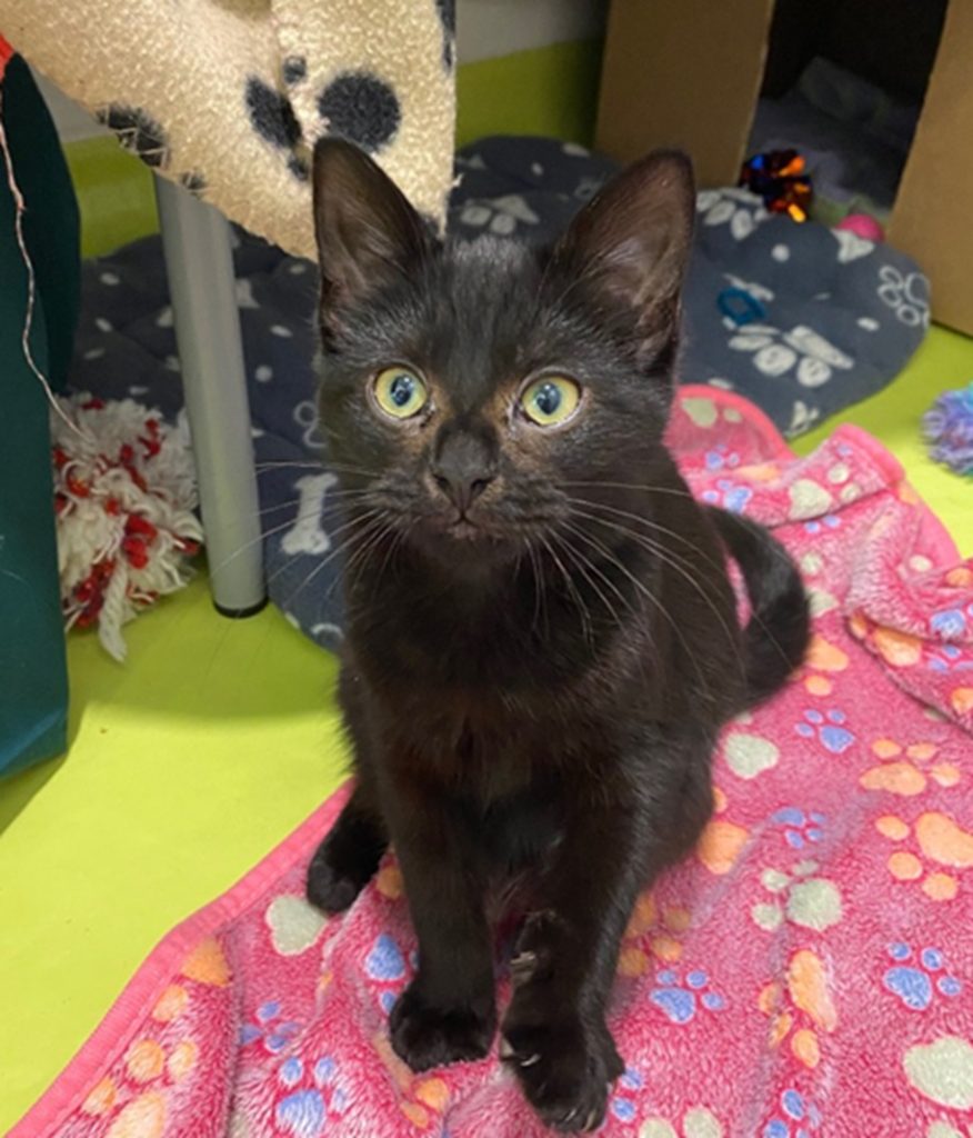 Ruby - Cotswolds Dogs and Cats Home