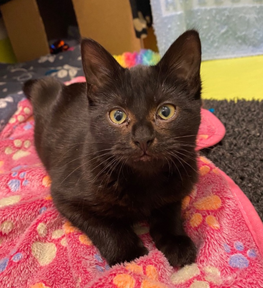 Ruby - Cotswolds Dogs and Cats Home