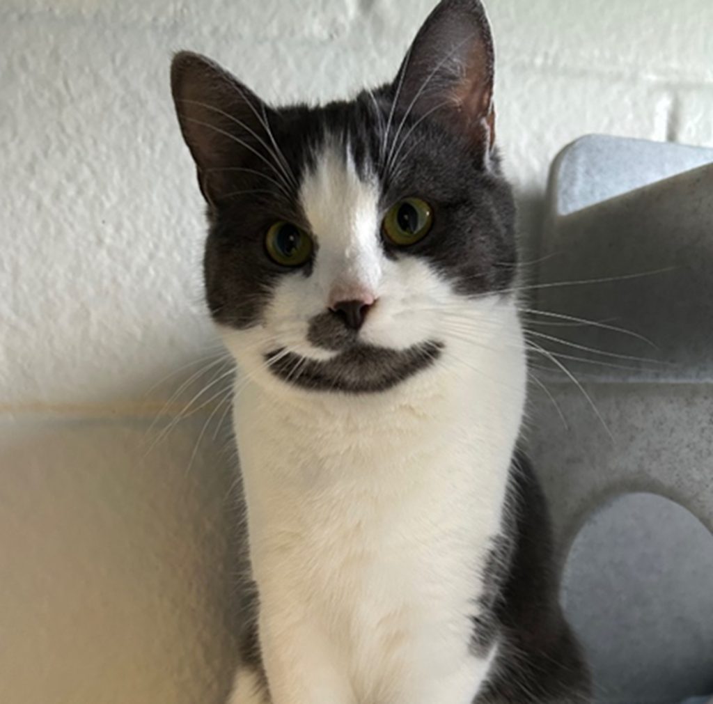 Alice - Cotswolds Dogs and Cats Home