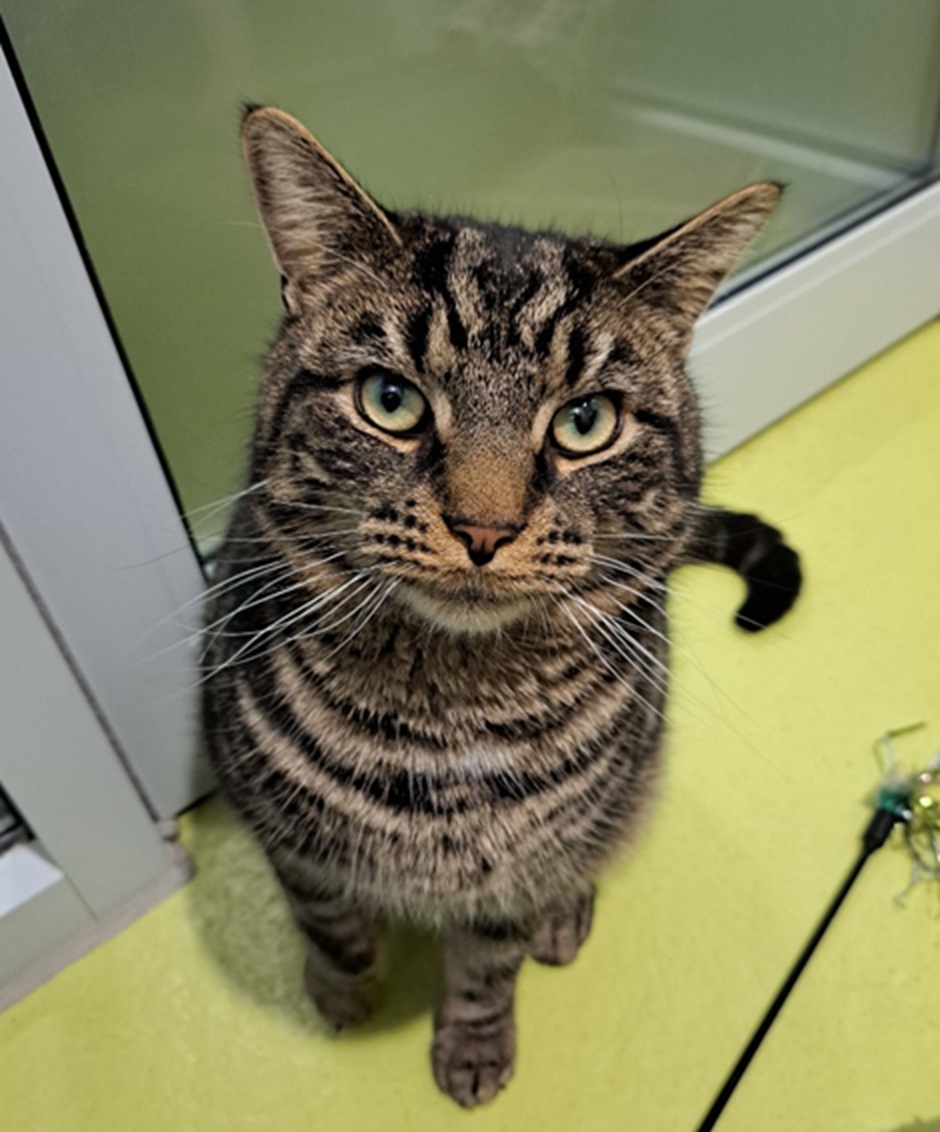 Spike - Cotswolds Dogs and Cats Home