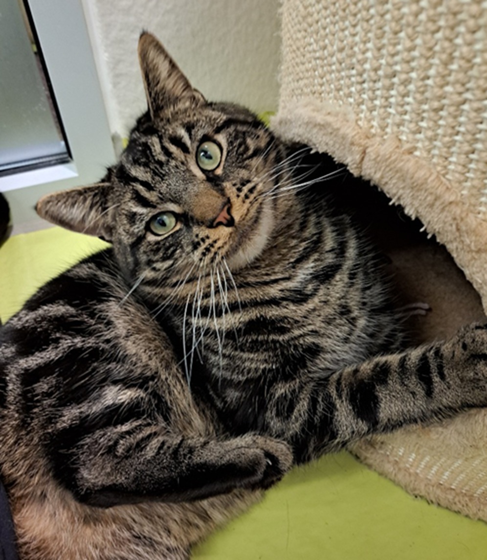 Spike - Cotswolds Dogs and Cats Home